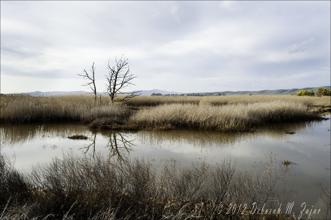 Coastal Wetland Landscape – Circadianreflections Blog
