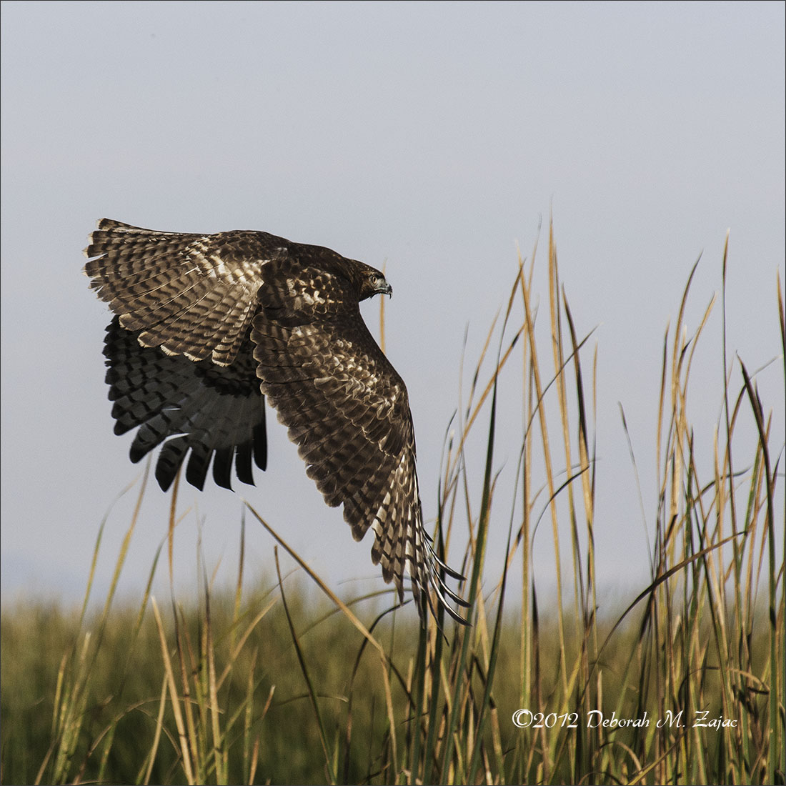 Red-Tailed Hawk: light morph – Circadianreflections Blog