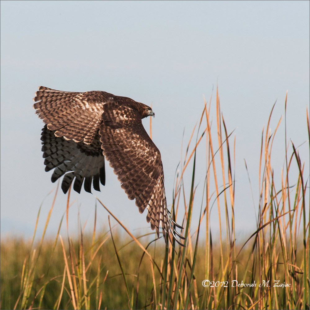 Red-Tailed Hawk: light morph – Circadianreflections Blog