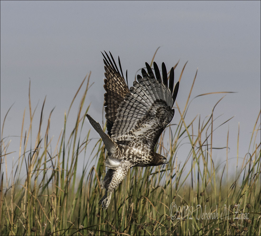 Red-Tailed Hawk: light morph – Circadianreflections Blog
