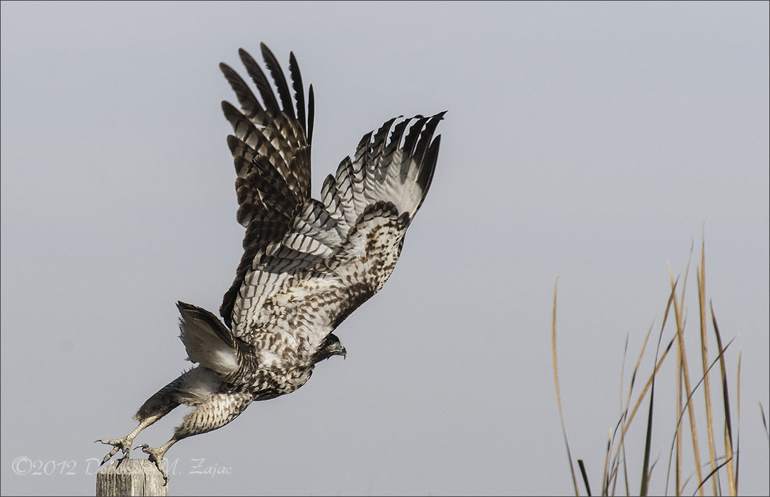 Red-Tailed Hawk-Light Morph-Take Off! – Circadianreflections Blog