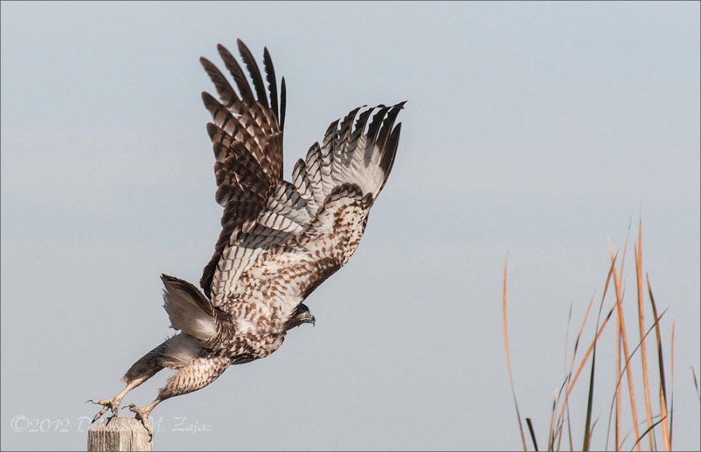 Red-Tailed Hawk: light morph – Circadianreflections Blog