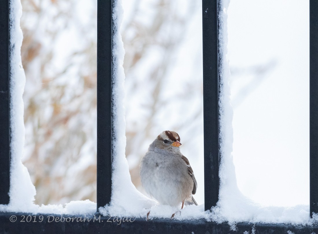 Whatever Weds. Snowbird – Circadianreflections Blog