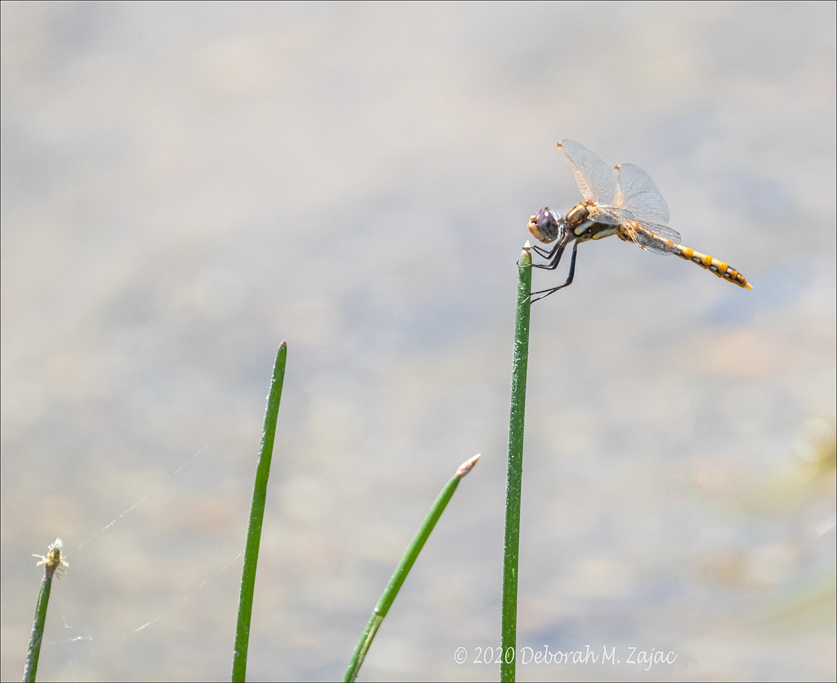 Wordless Wednesday- Dragonfly – Circadianreflections Blog
