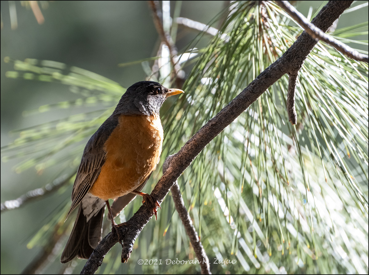 Wordless Wednesday-Profile of an American Robin – Circadianreflections Blog