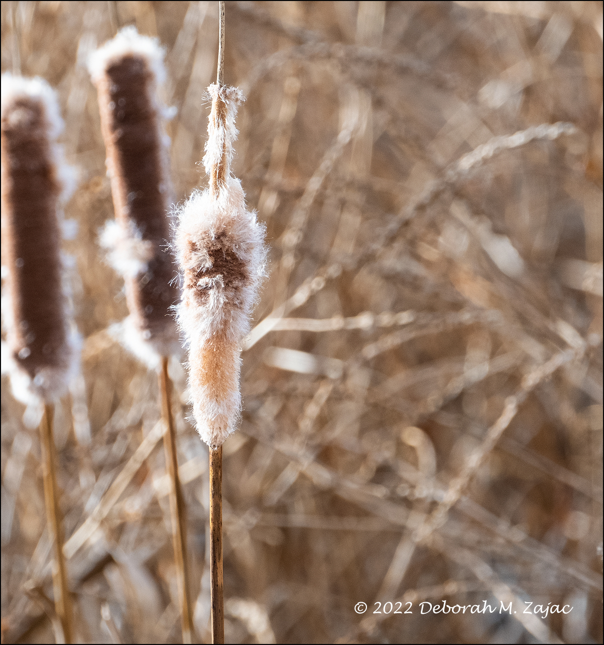 Whatever Weds. Cattails – Circadianreflections Blog