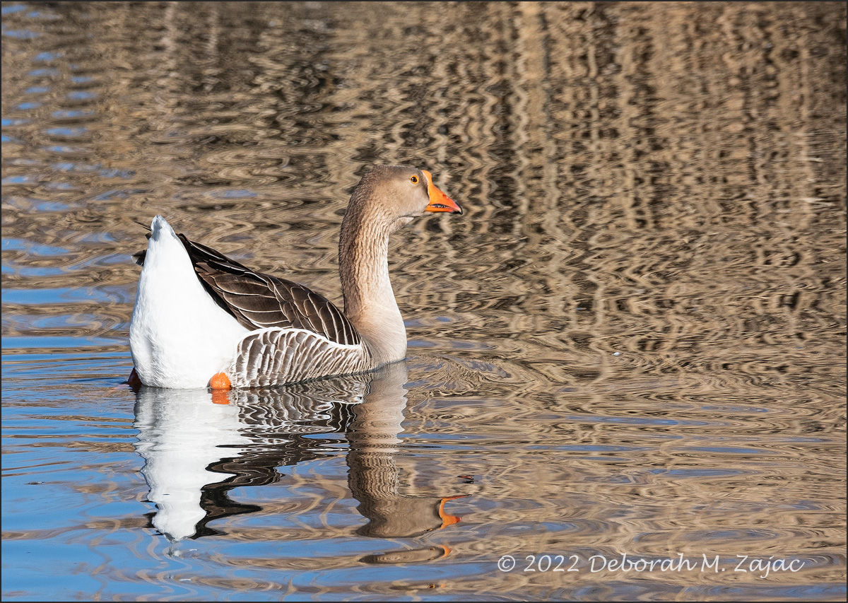 Friday’s Feathered Friends- A walk by the slough – Circadianreflections ...
