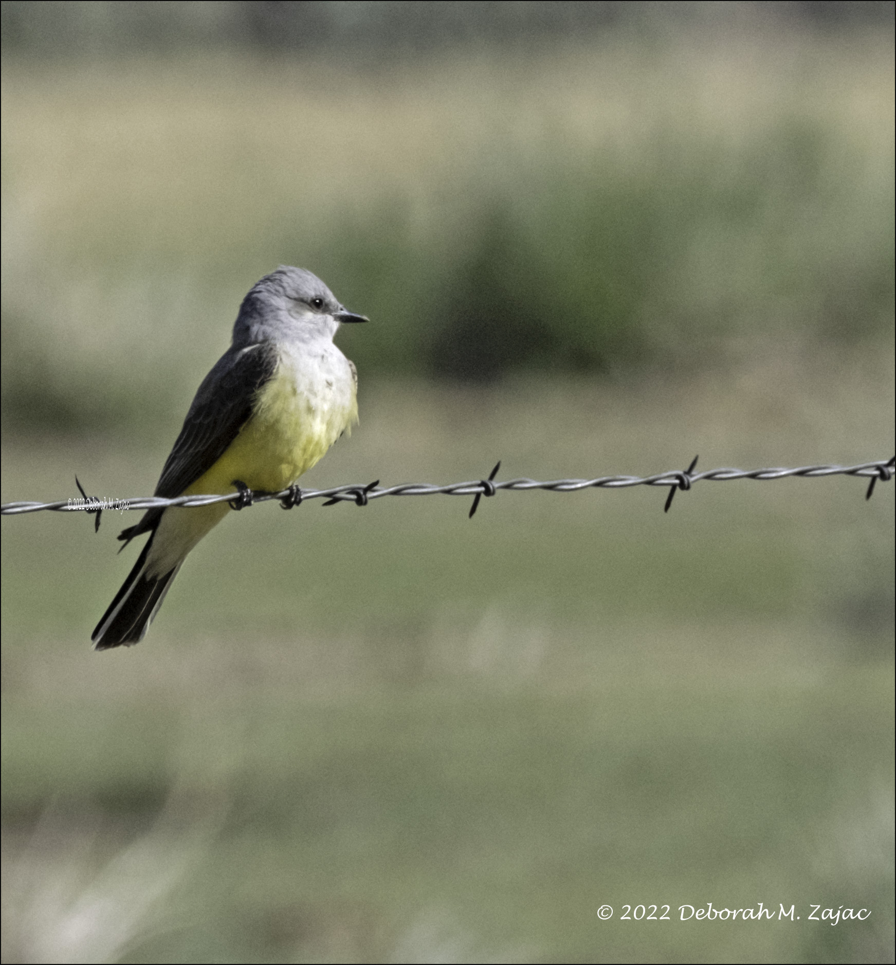 Friday’s Feathered Friends-Western Kingbird – Circadianreflections Blog
