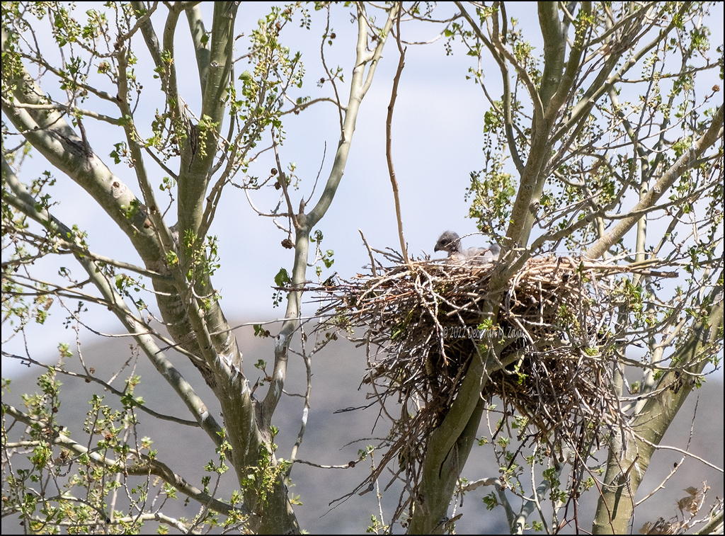 Friday’s Feathered Friends-Red-Tail Hawk Chick – Circadianreflections Blog