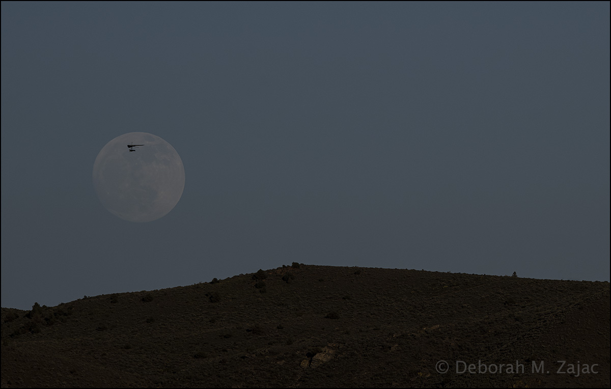 Whatever Weds. June Moons – Circadianreflections Blog