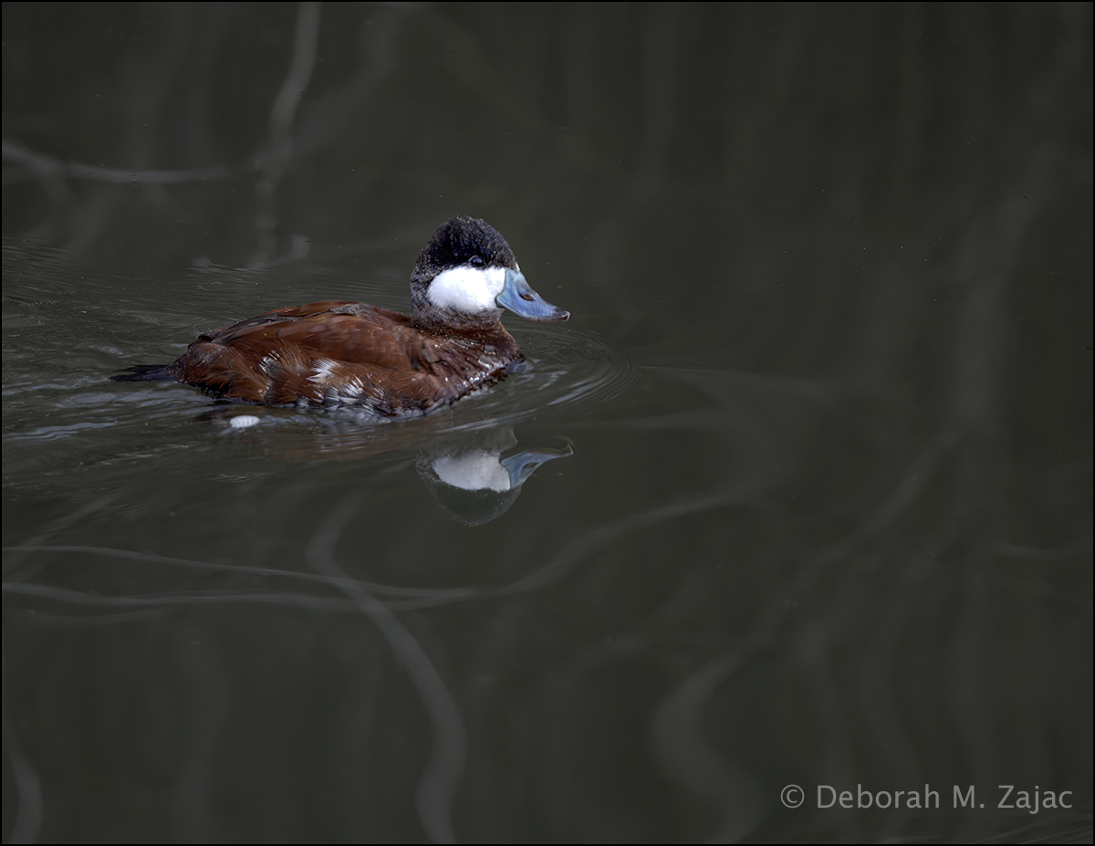 Friday’s Feathered Friends- Ruddy’s got the Blues ...