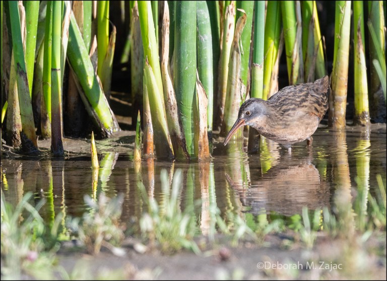 Friday’s Feathered Friends-Virginia Rail – Circadianreflections Blog